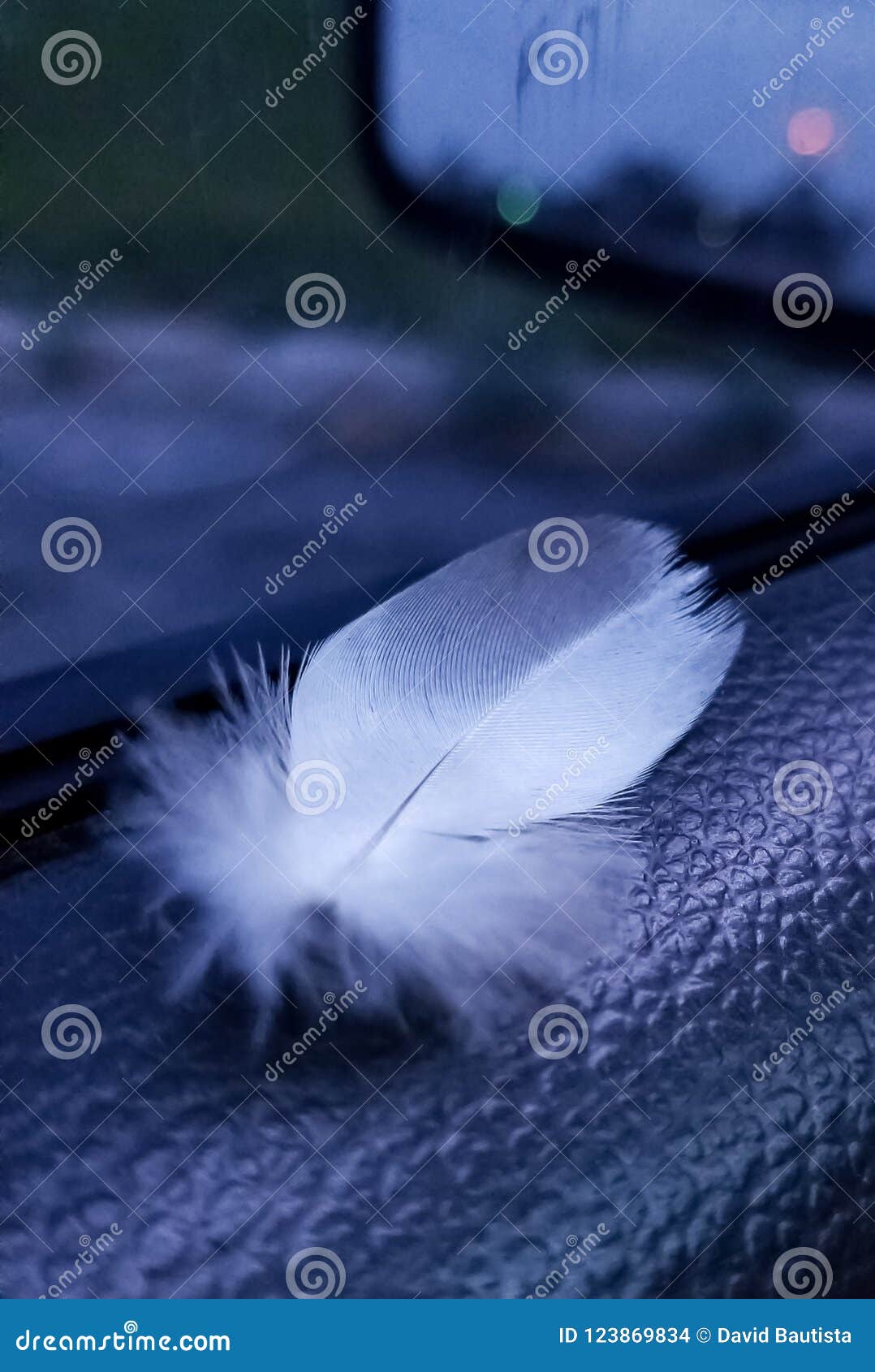 Details of a Small Fluffy White Feather in a Natural Low Light ...
