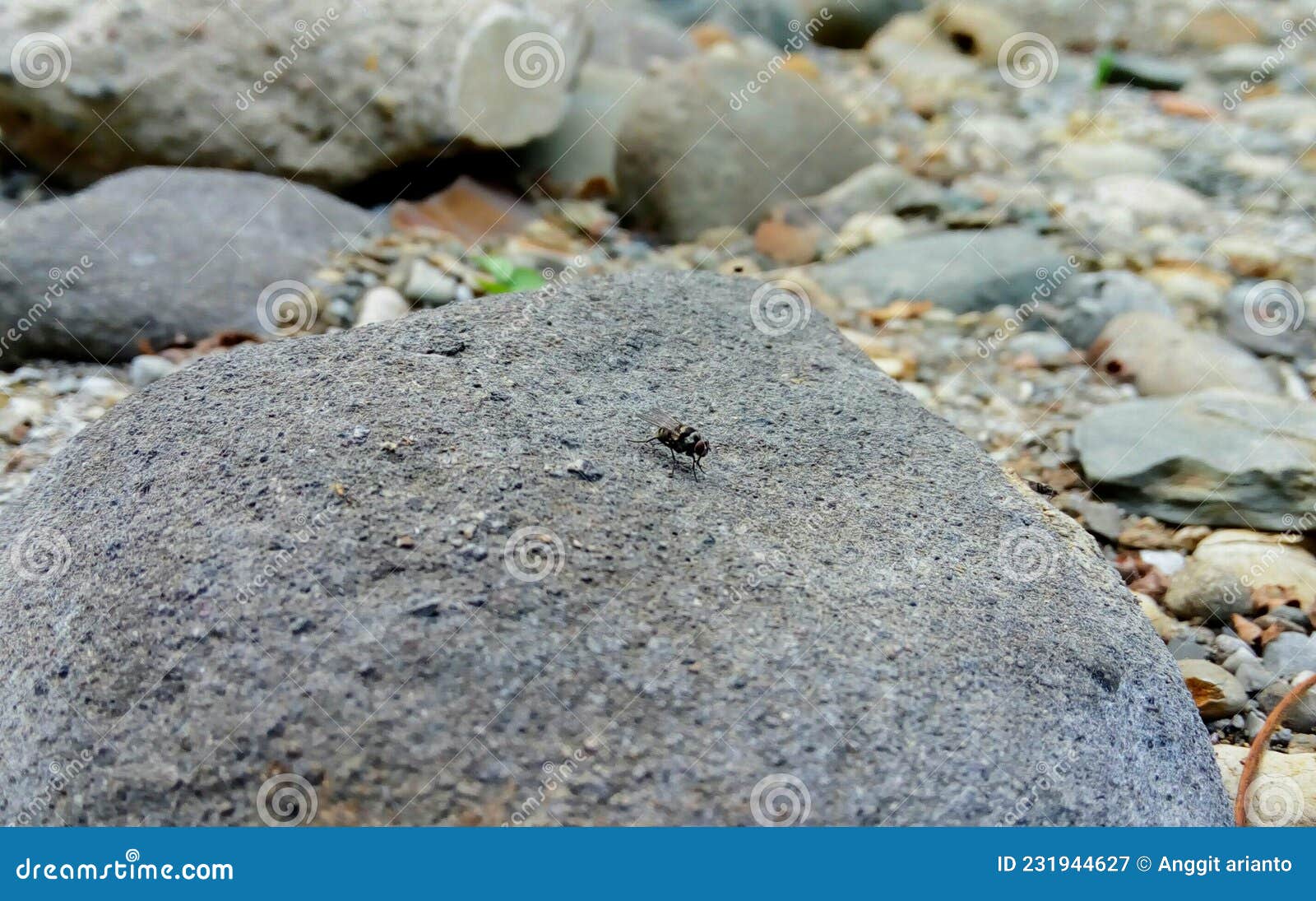 Details of a Small Fly Perched on a Rock Stock Image - Image of perched ...