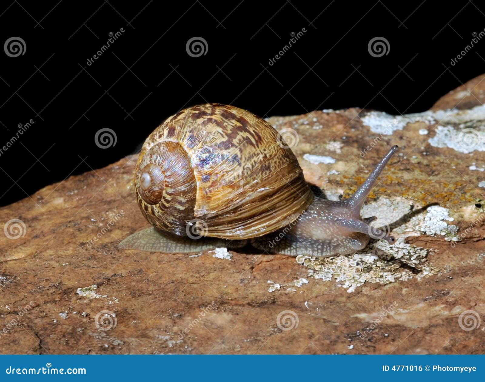 Details of snail on rock stock photo. Image of snail, surface - 4771016