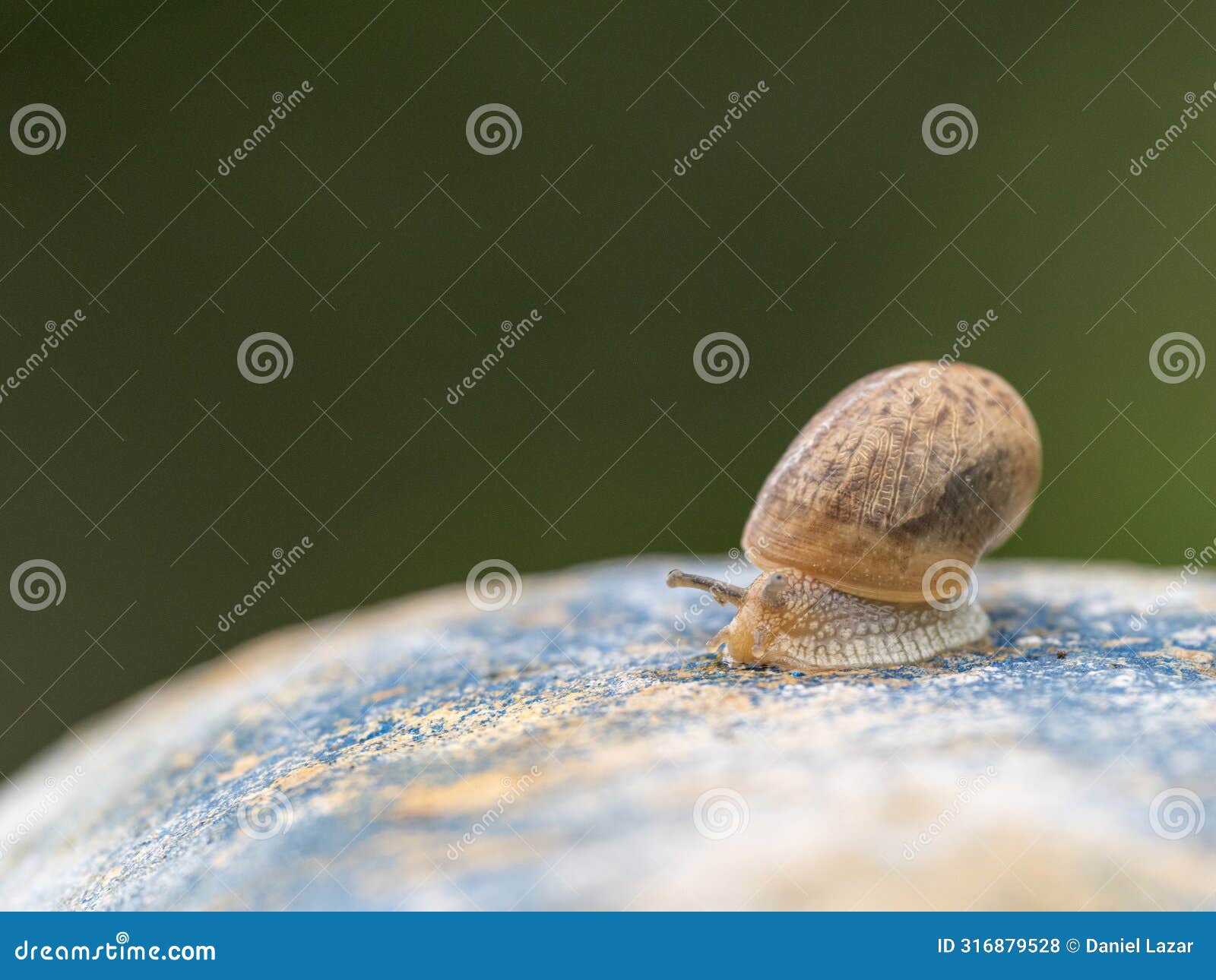 Details of Snail on Rock. Close Up of Single Snail Crawling on Rock ...
