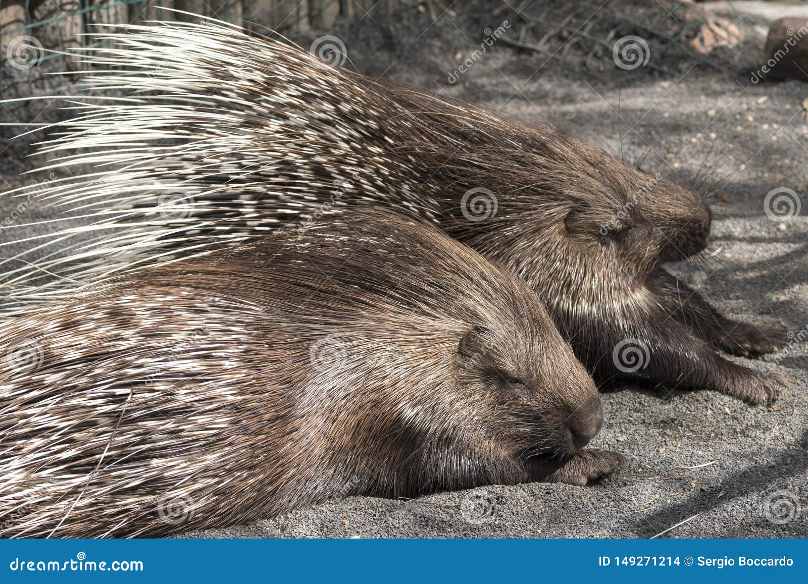 Snout and Porcupine Spines while Resting Stock Photo - Image of animal ...