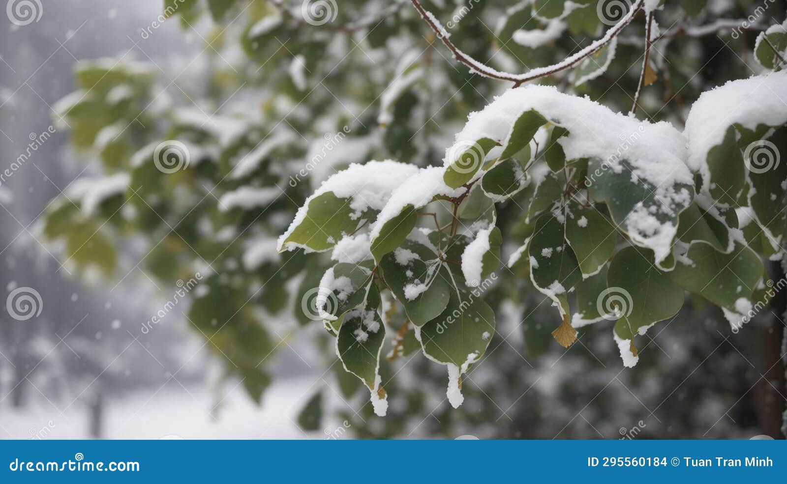 Details of Snow on Hanging Leaves in Winter Scene Stock Photo - Image ...