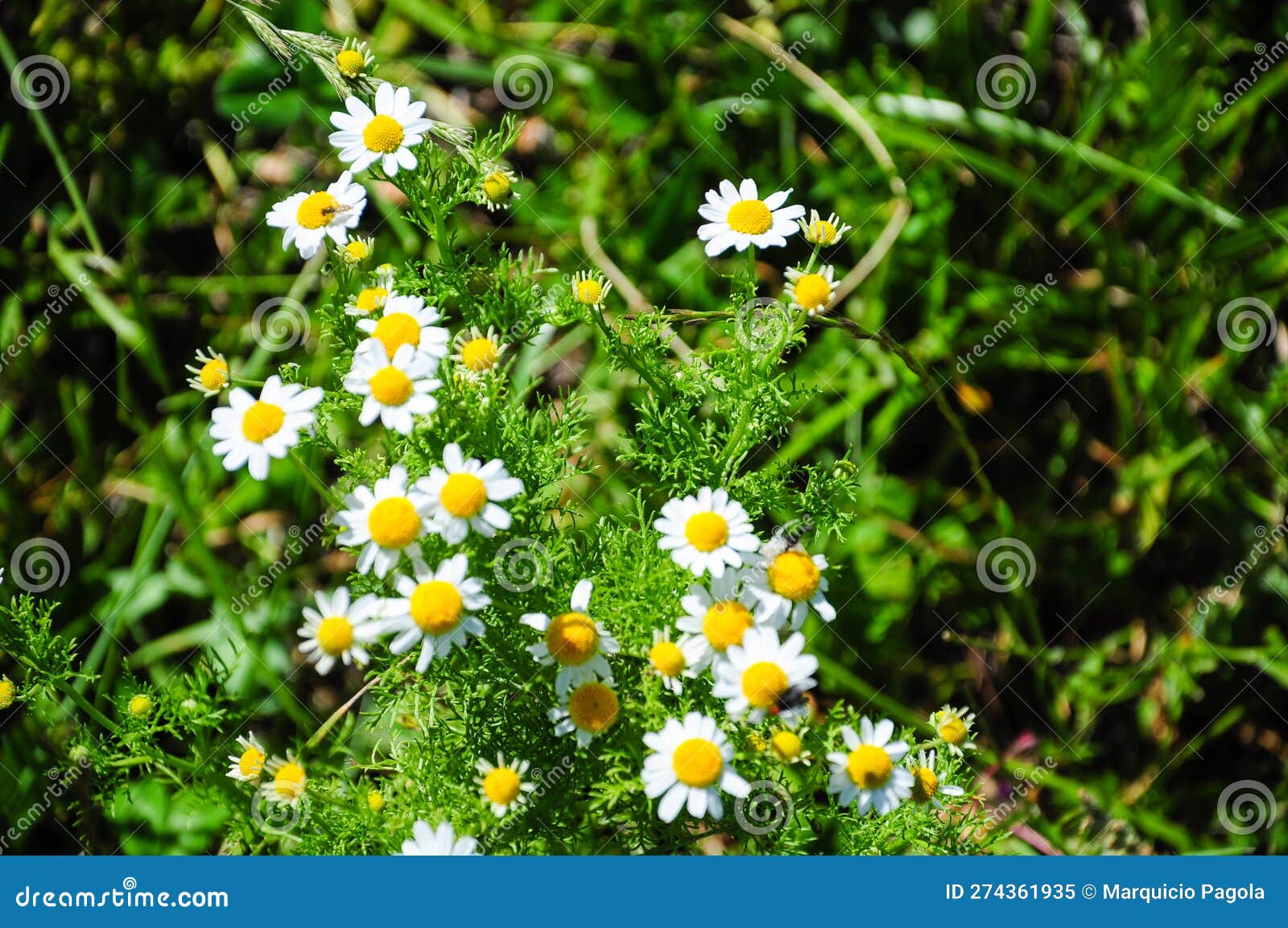 Details of Some Small Daisy Flowers in a Field Stock Image - Image of ...