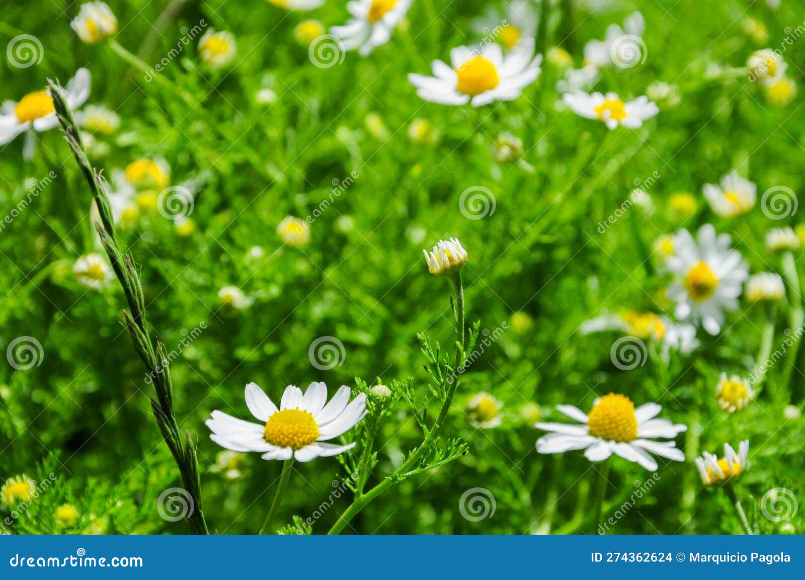 Details of Some Small Daisy Flowers in a Field Stock Photo - Image of ...