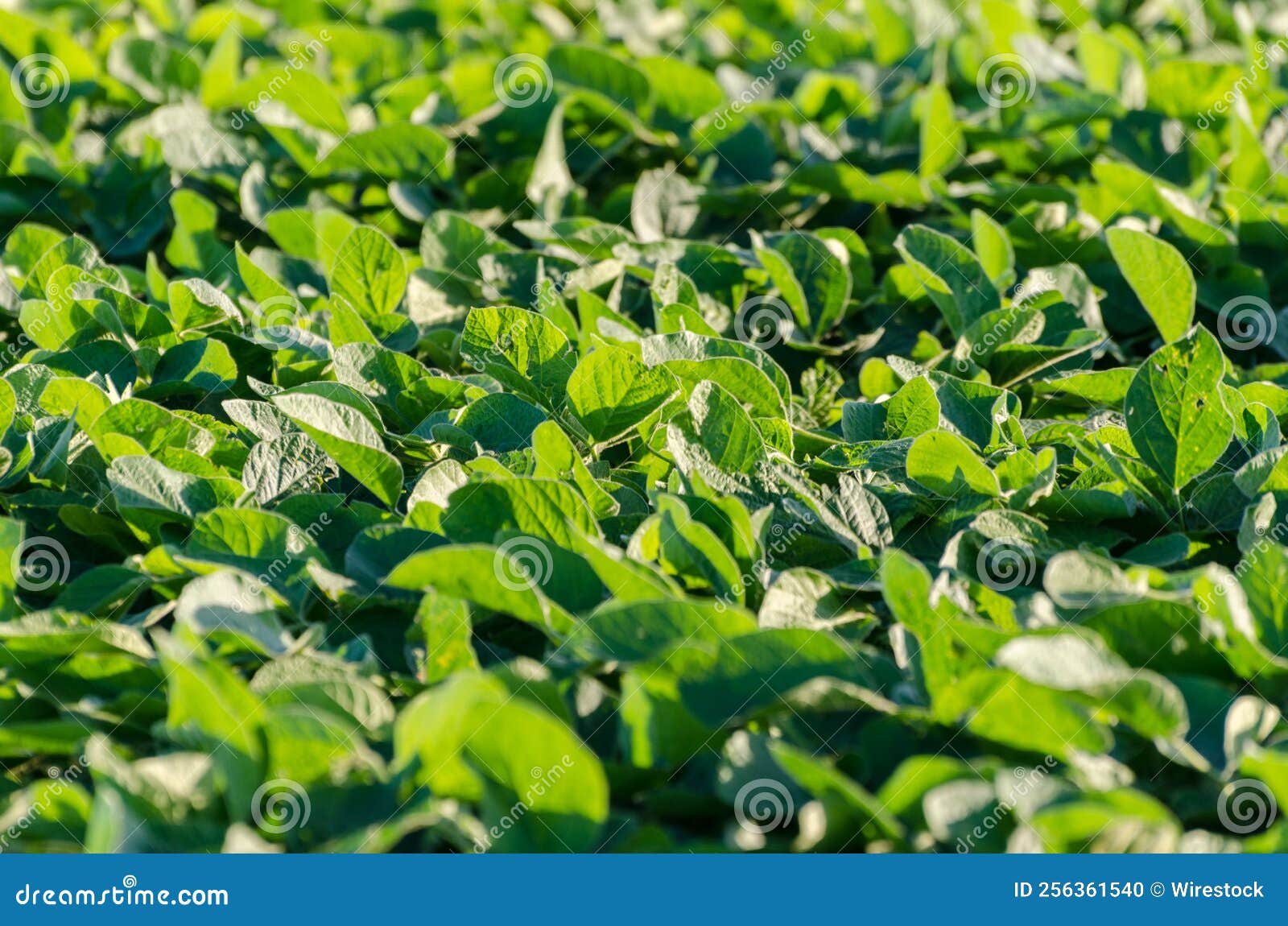 Details of a Soy Crop Field Stock Photo - Image of plant, fresh: 256361540