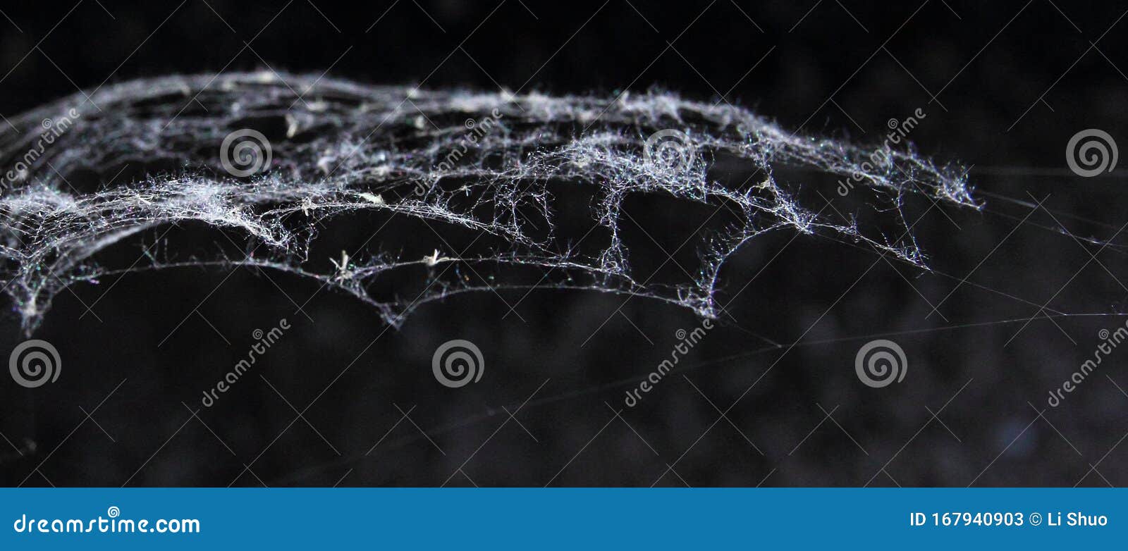 Details of spider web stock image. Image of side, strong - 167940903
