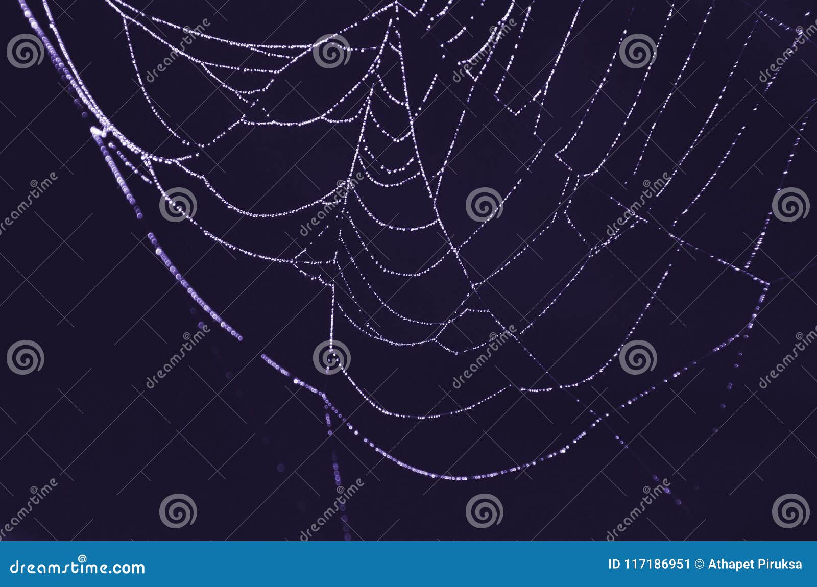 Violet Theme of Dews on Spider Webs Stock Image - Image of link, insect ...