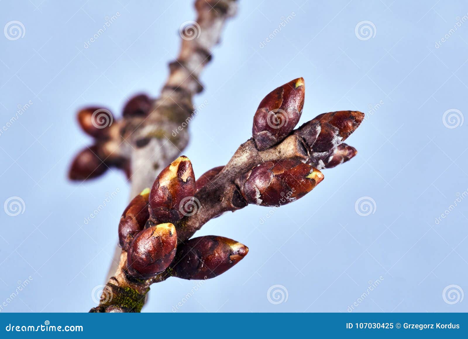Details of Spring Buds on the Cherry Tree Stock Image - Image of poland ...