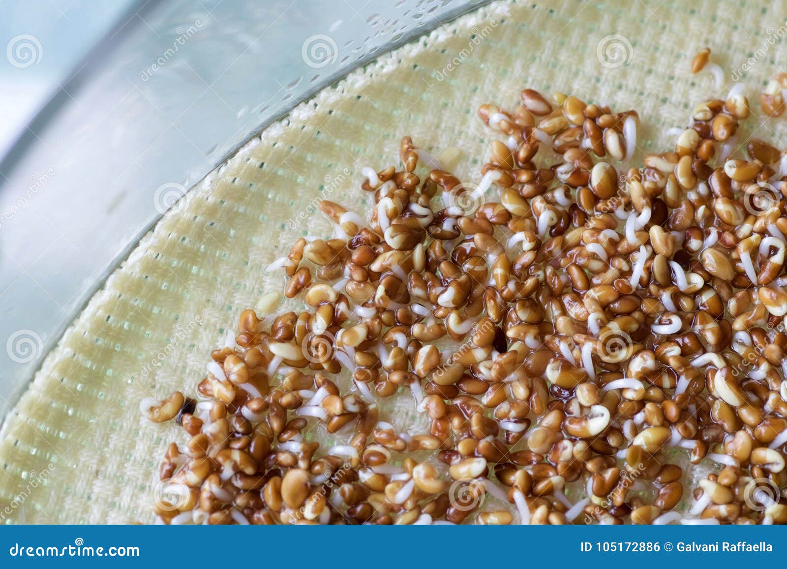 Details of Sptouter with Alpha Alpha Seeds Just Sprouted Stock Photo ...