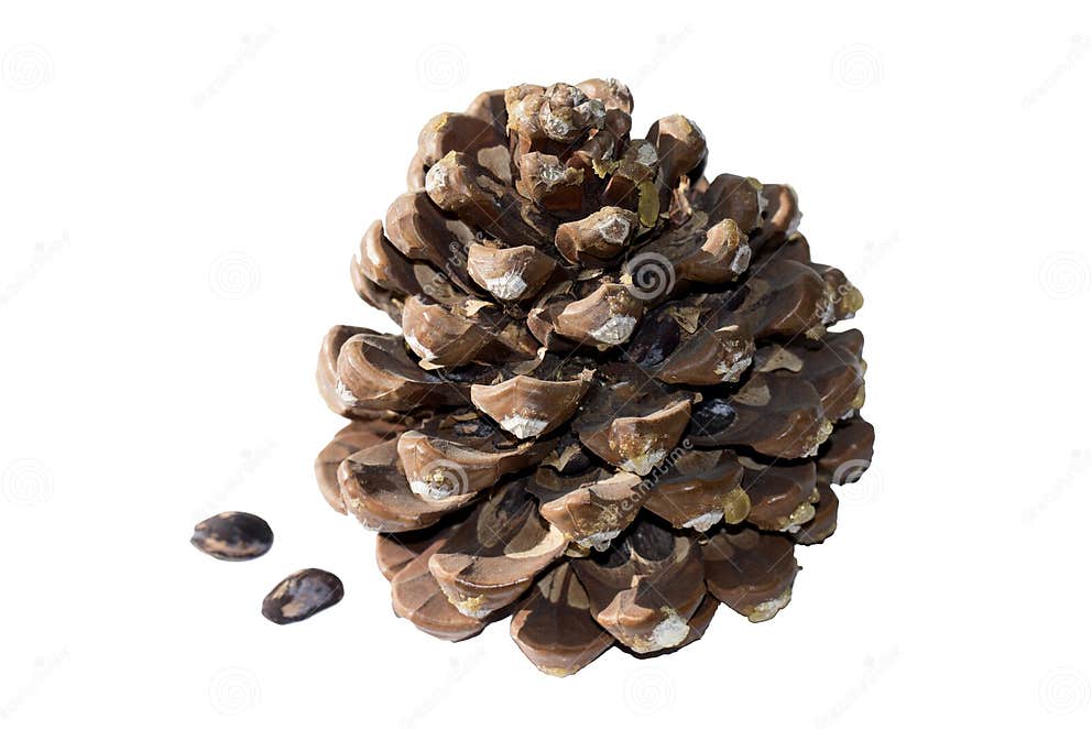 Details of a Stone Pine Cone Stock Image - Image of garden, christmas ...