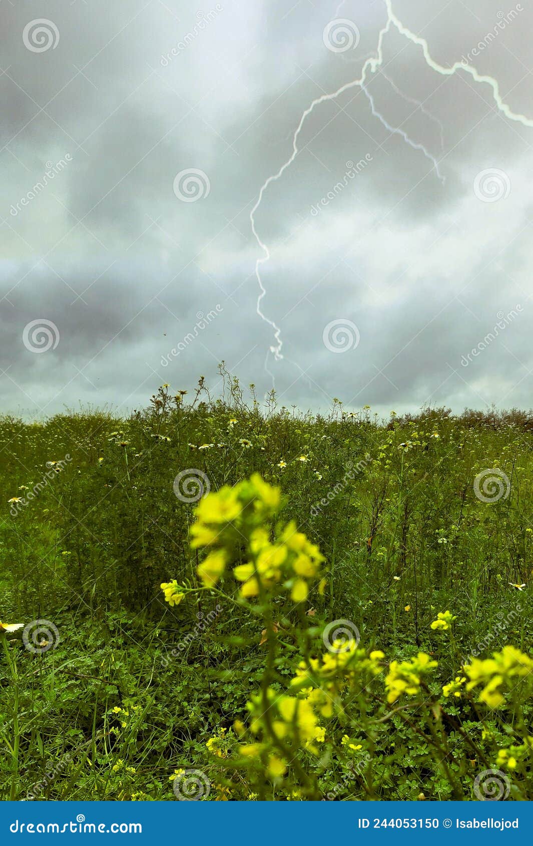 Details of a Storm in the Middle of a Flowery Field Stock Photo - Image ...