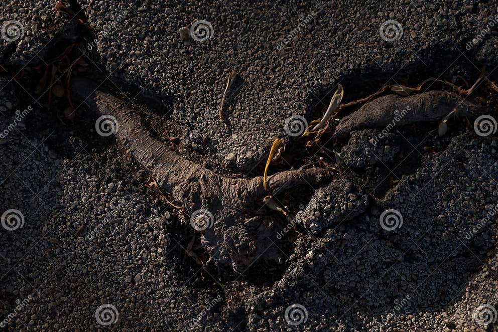 Strong Tree Root Breaking through the Pavement Stock Photo - Image of ...