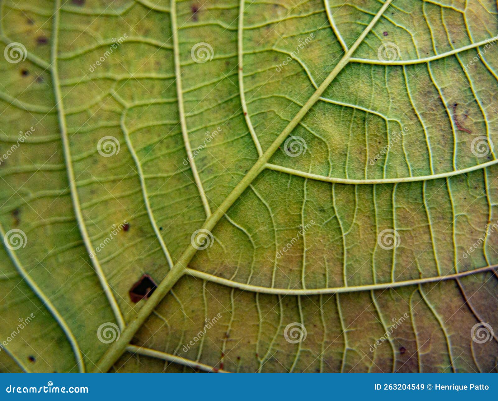 Details of the Texture and Pattern of a Weathered Tree Leaf Stock Image ...