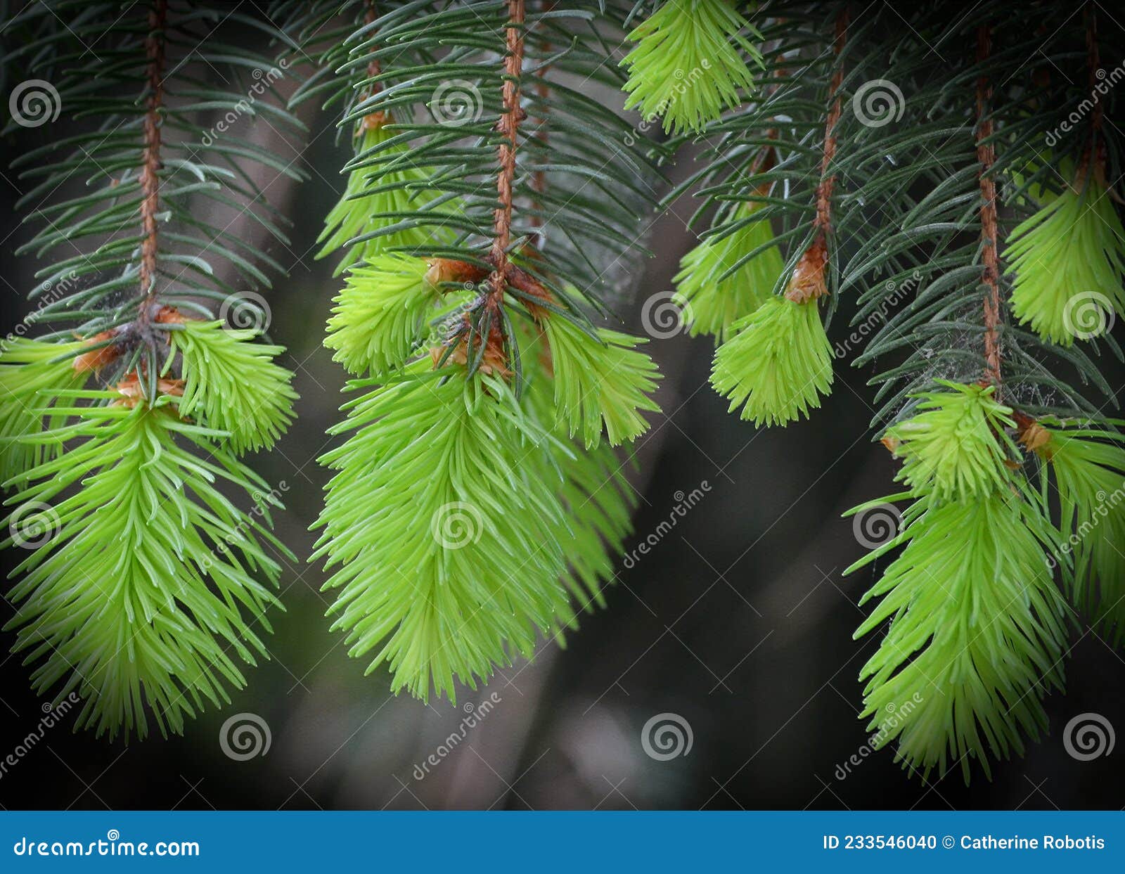 Details and Texture on the Tips of an Evergreen Tree Stock Photo ...