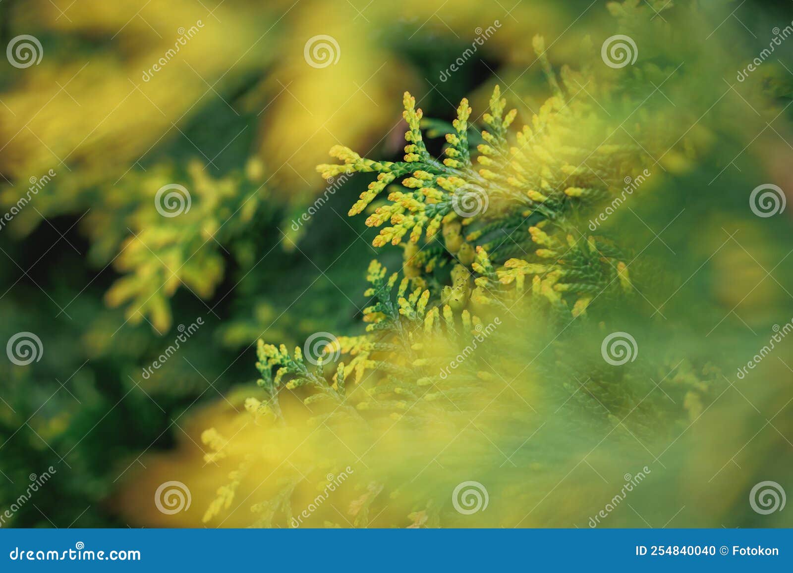 Details of Thuja shrub stock photo. Image of details - 254840040