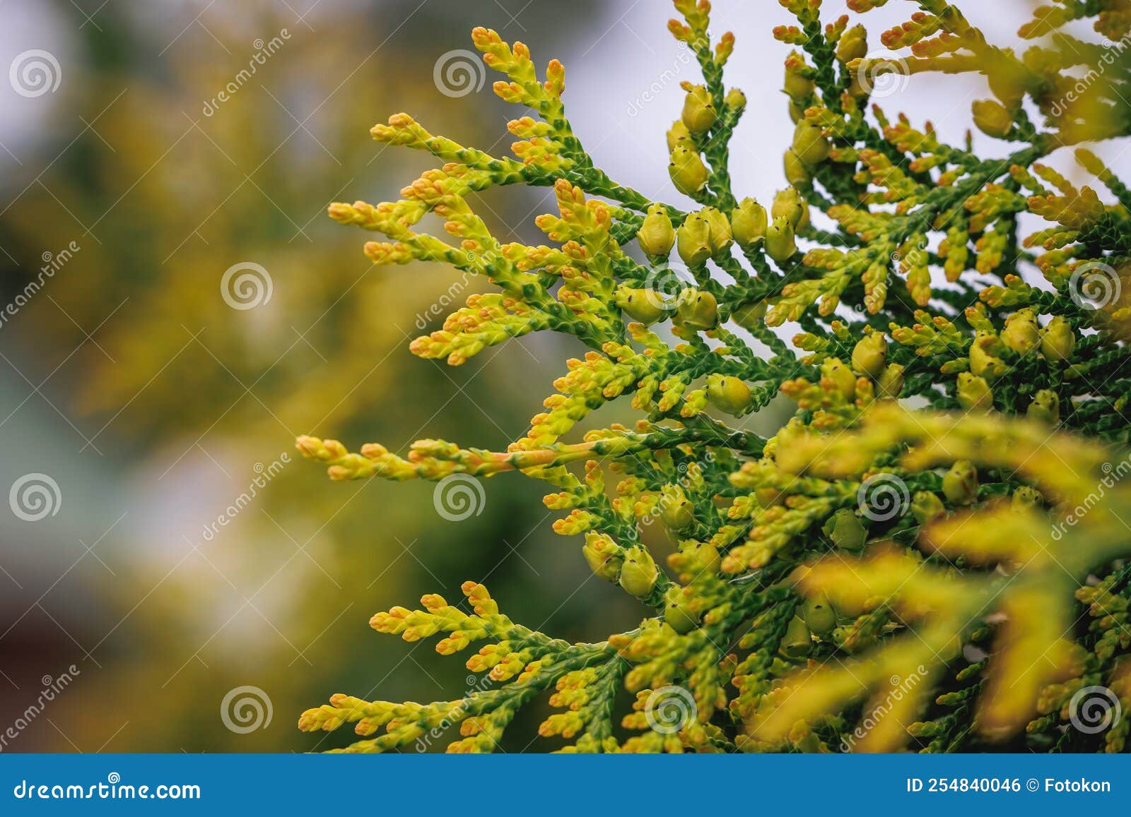 Details of Thuja shrub stock photo. Image of green, macro - 254840046