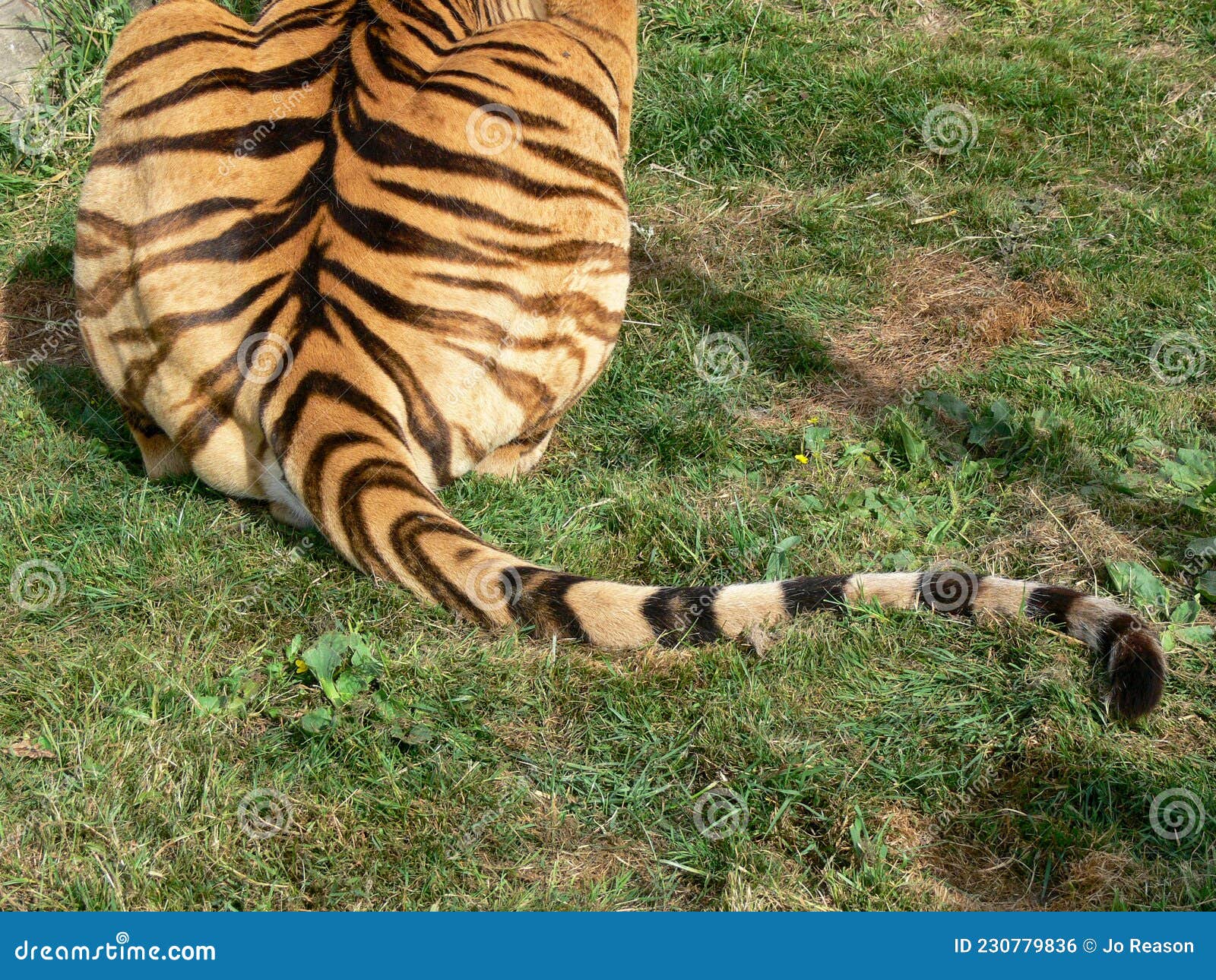 The Back and Tail of a Tiger Stock Photo - Image of vector, nature ...