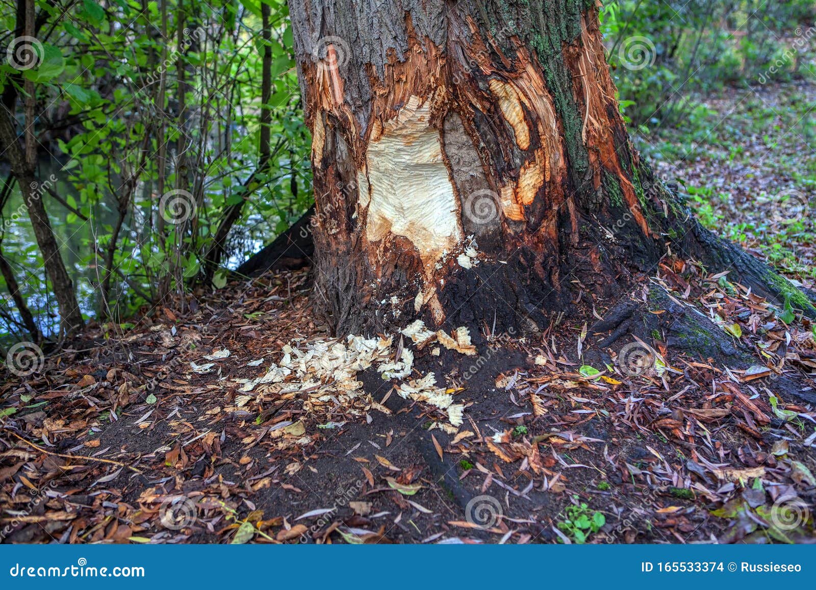 Tree Bark Destroyed by Rodents Stock Photo - Image of park, destruction ...