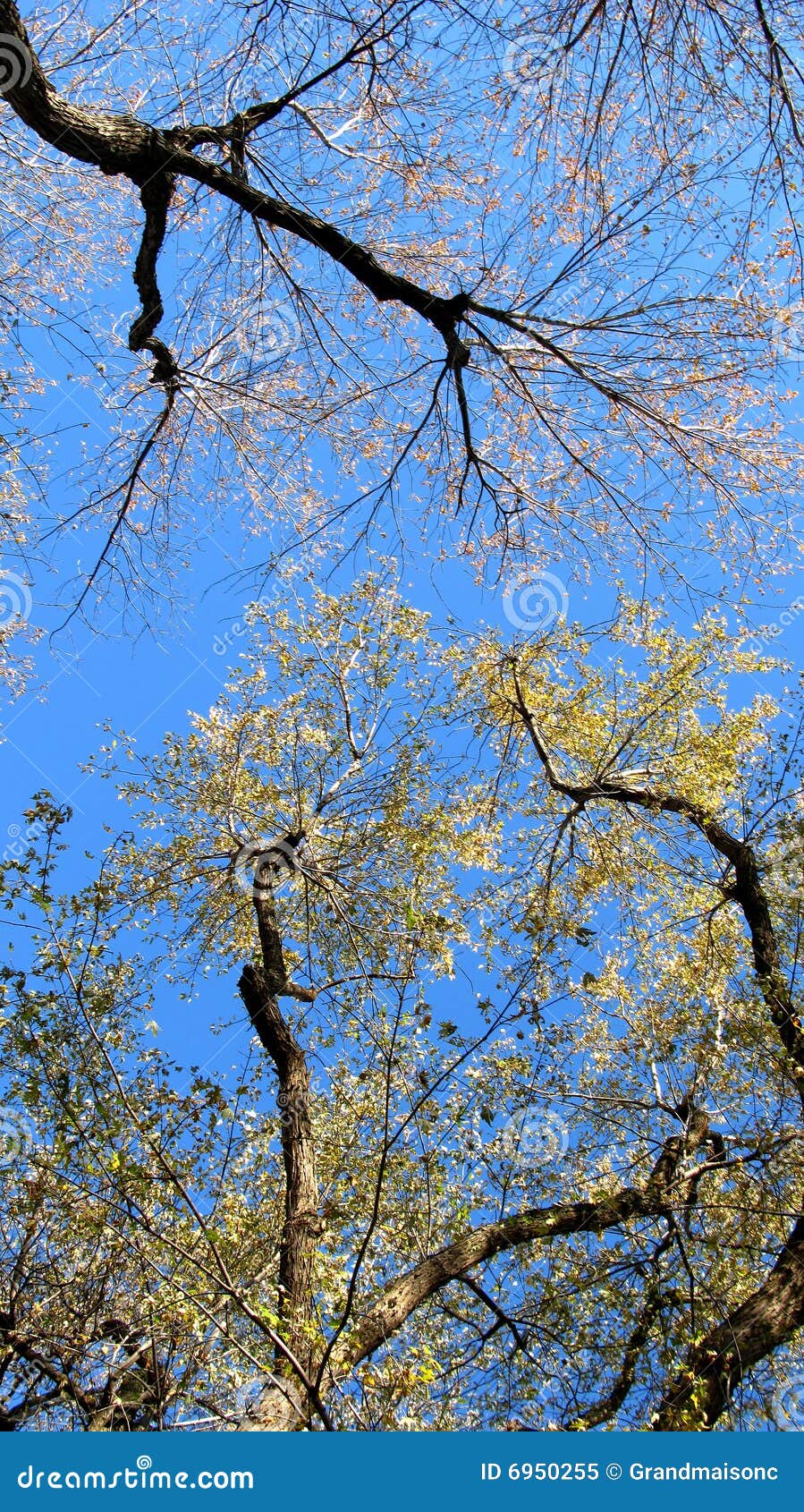 Details of tree branches stock image. Image of branches - 6950255