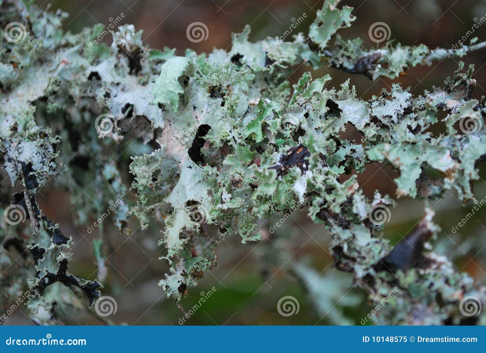 Details of tree lichen stock image. Image of natural - 10148575