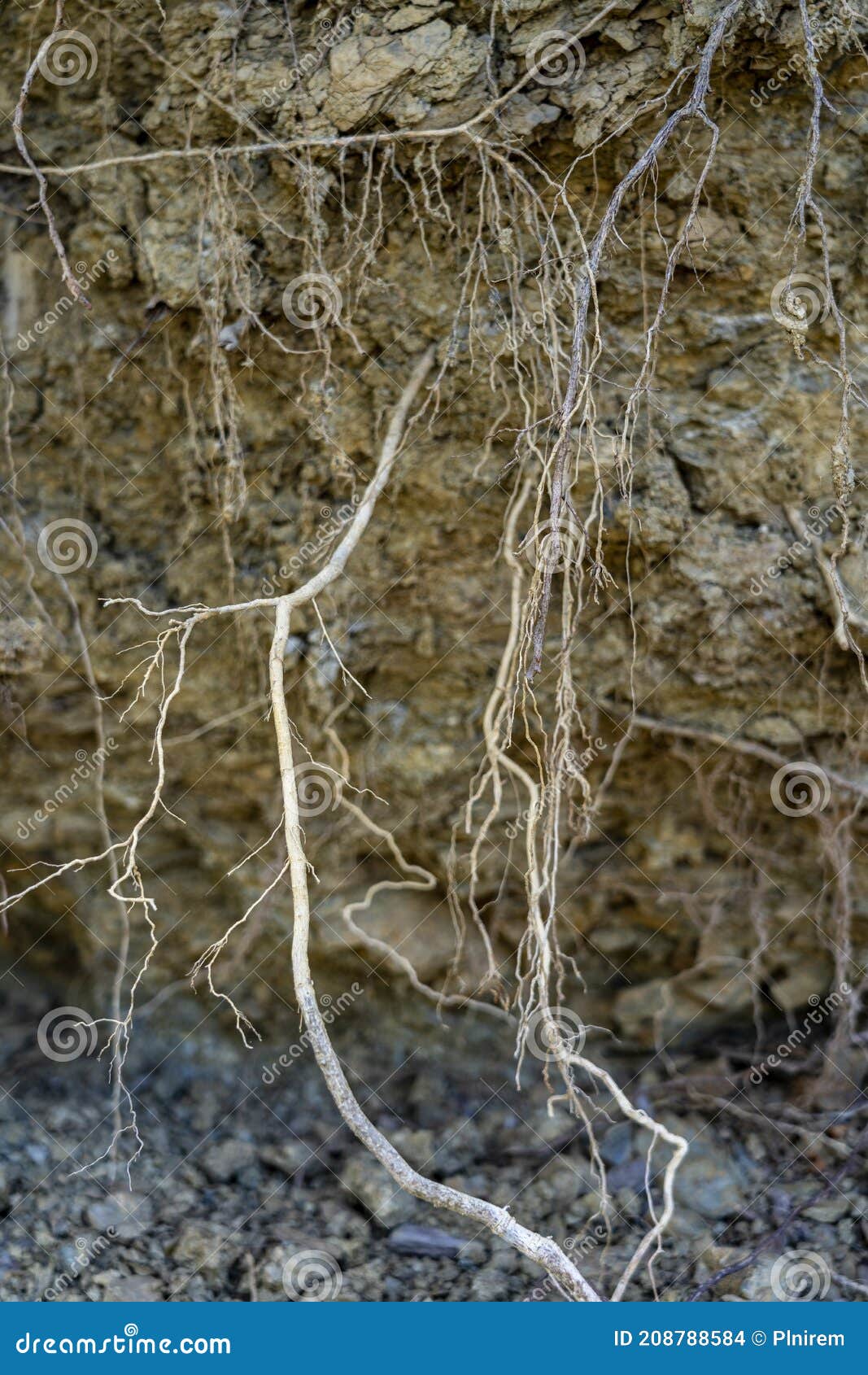 Roots of a tree stock photo. Image of twig, wildlife - 208788584
