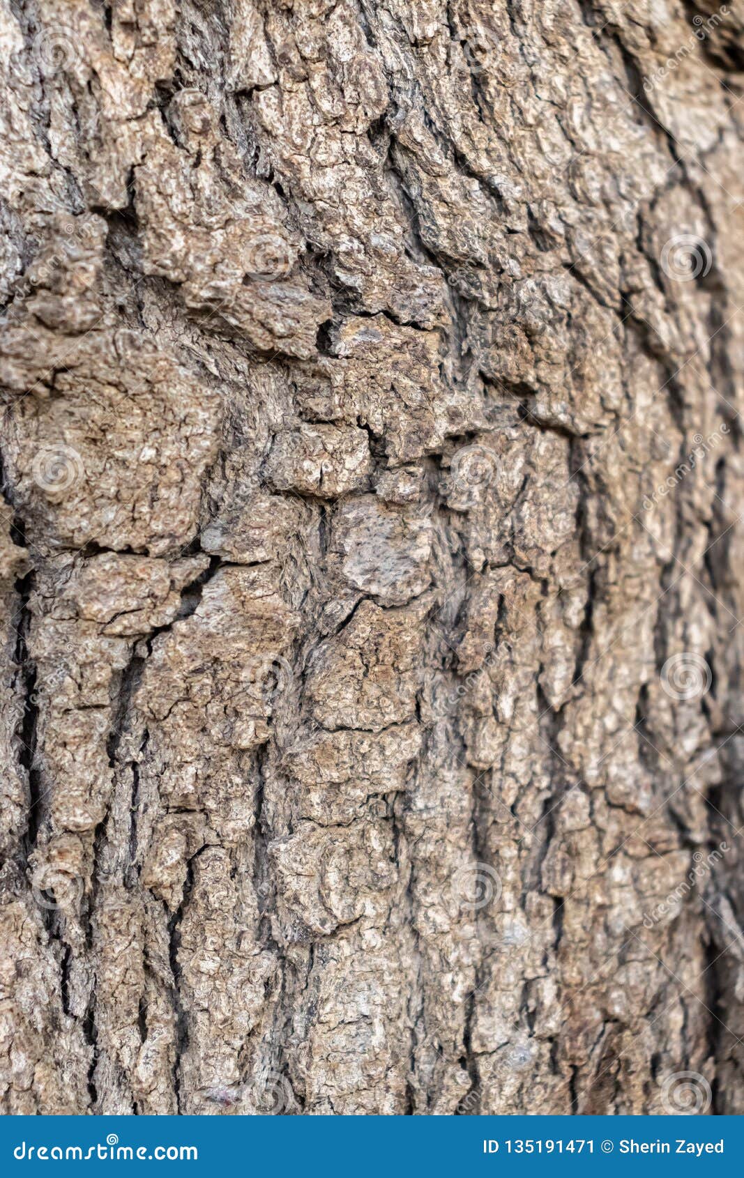 Details of a tree stem stock image. Image of closeup - 135191471