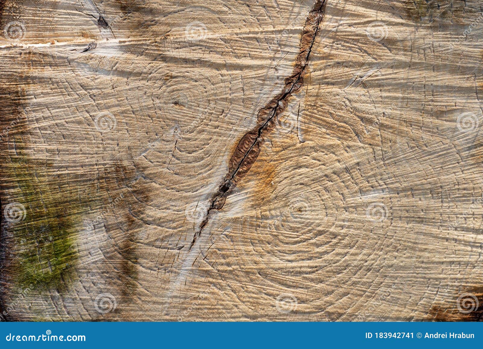 Details of Tree Stump Close Up Texture Stock Image - Image of years ...