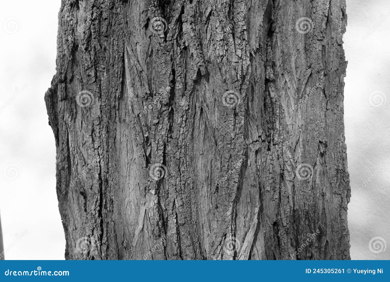 Details of a tree trunk stock image. Image of captures - 245305261