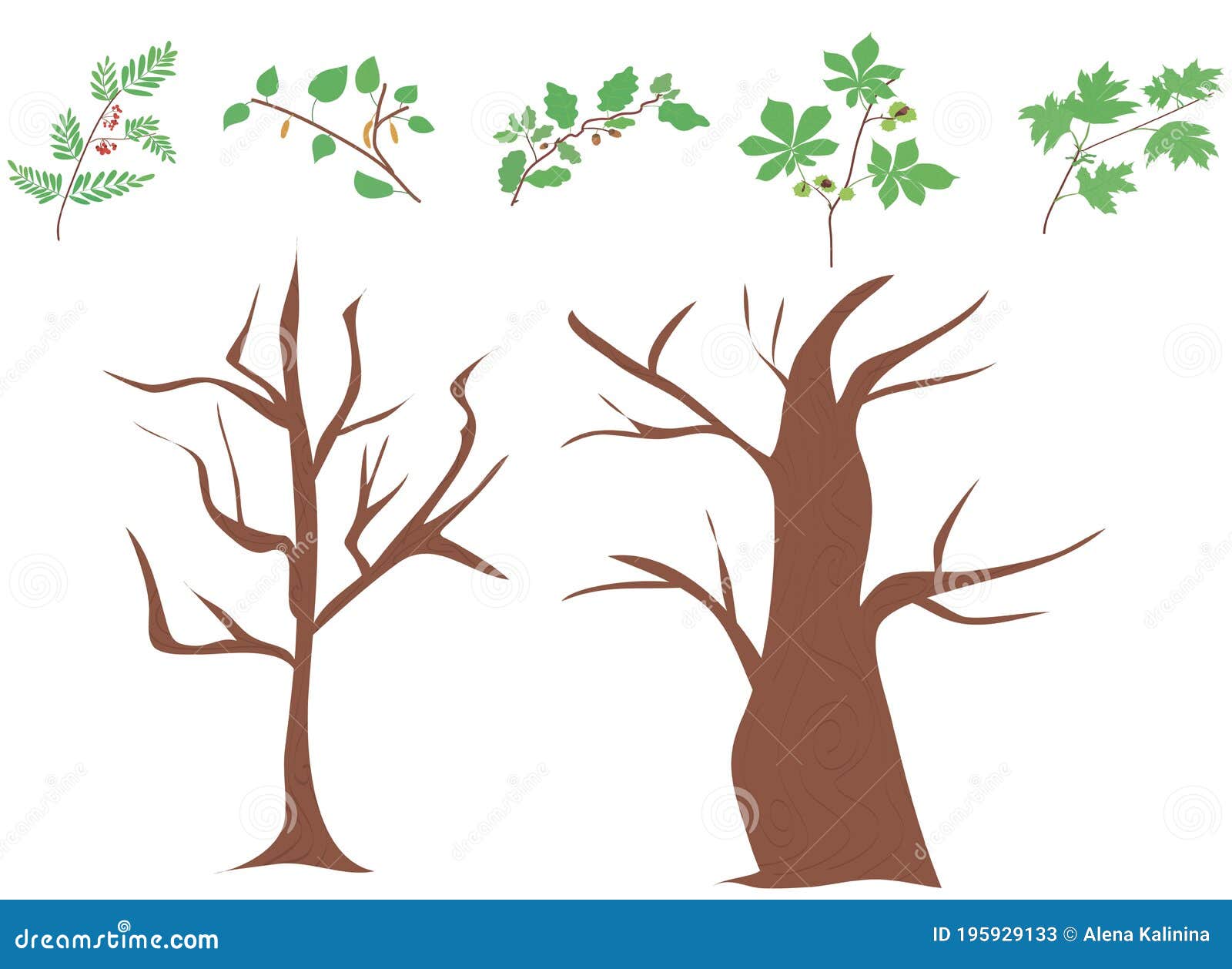Details of Trees: Trunk and Crown. Assembly of Forest Trees Stock ...