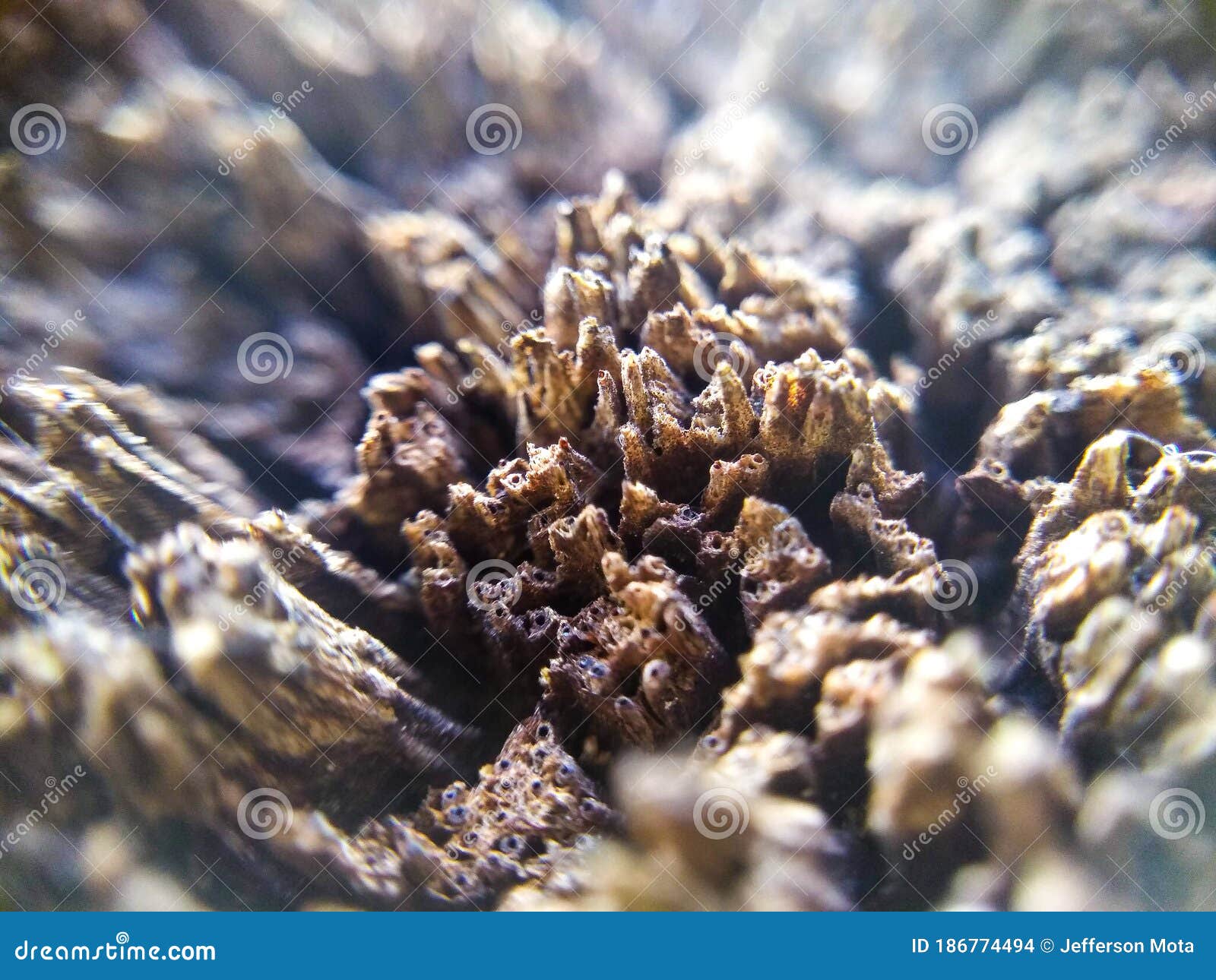 Details of a trunk stock photo. Image of wildlife, tron - 186774494