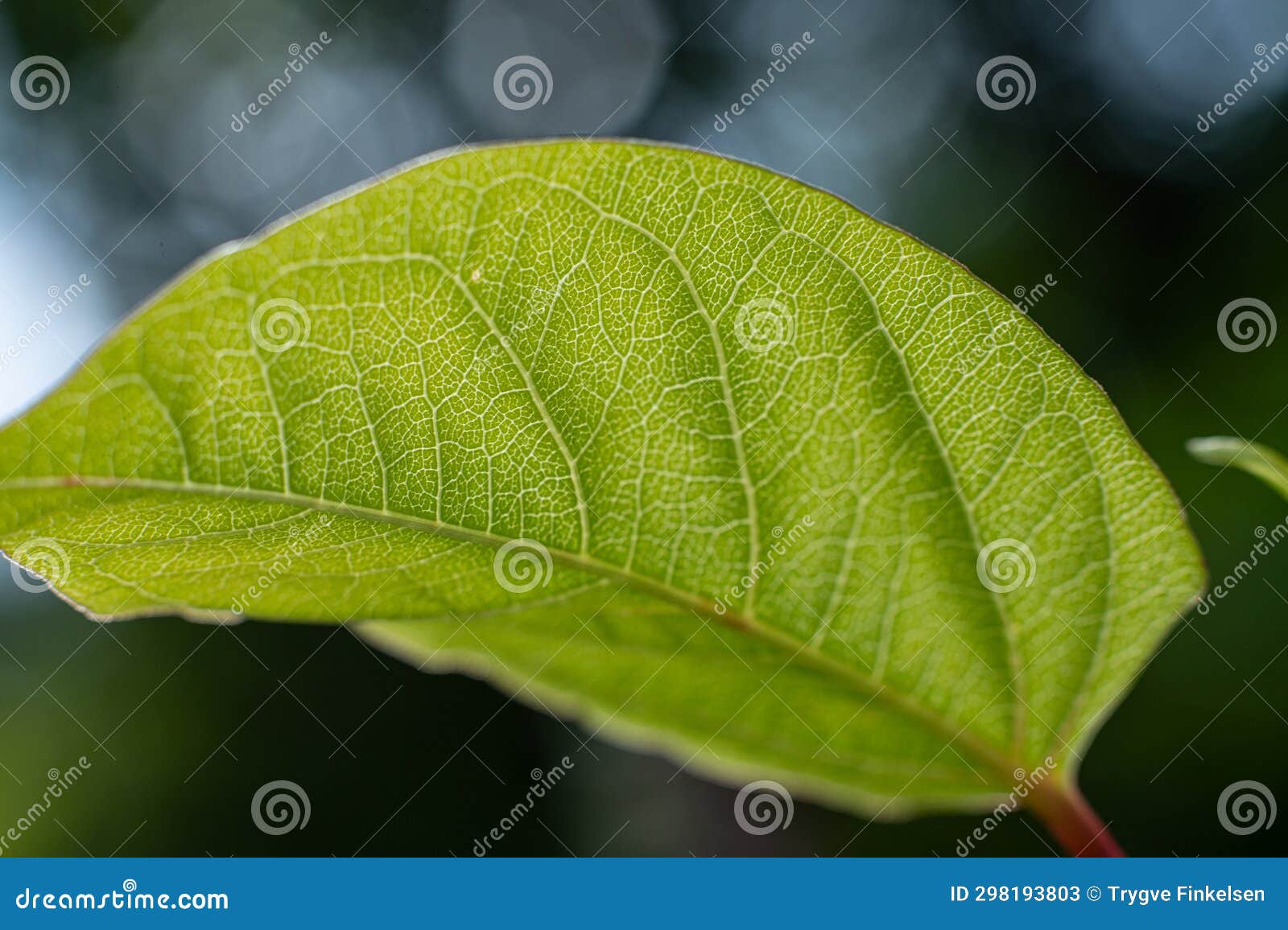 Details of the Underside of a Green Leaf.. Stock Image - Image of grass ...