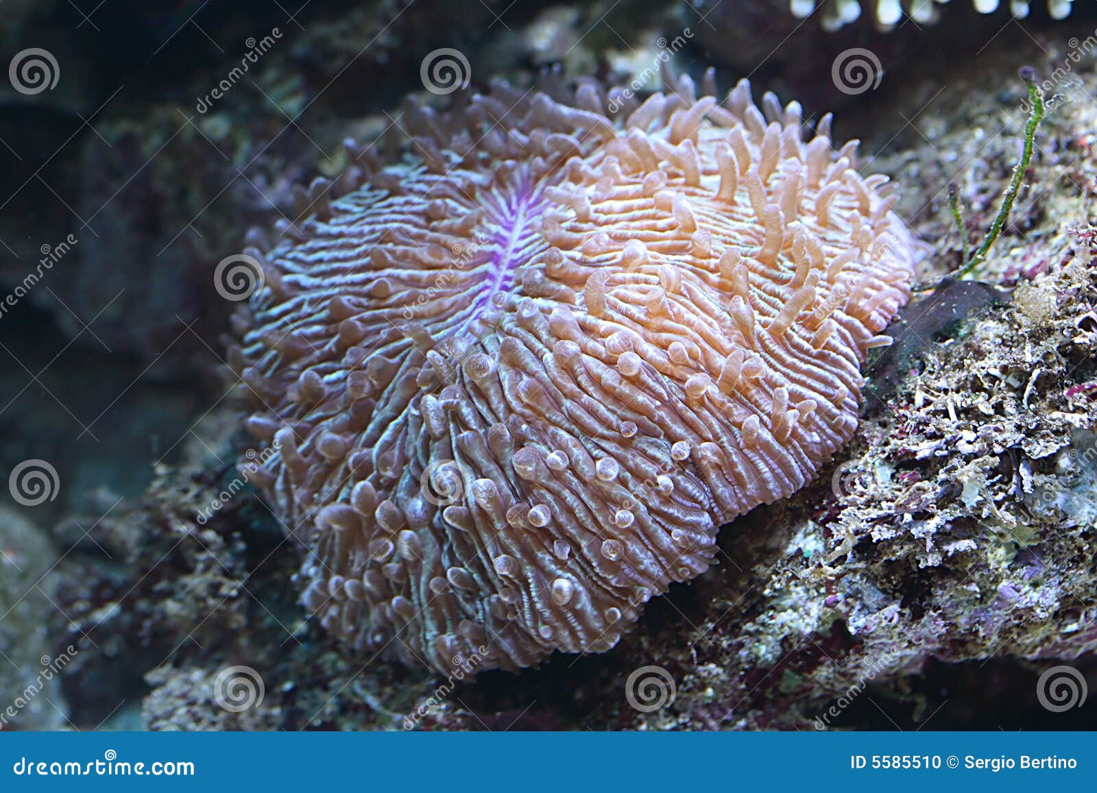 Sea coral and rocks stock photo. Image of bottom, tropical - 5585510