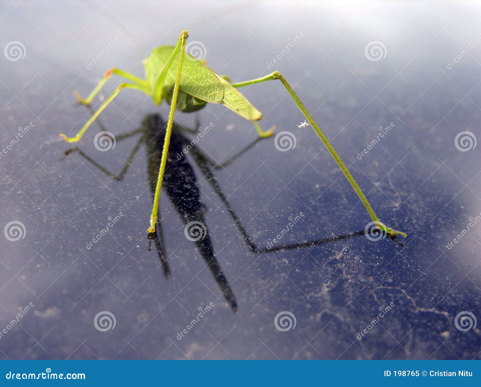Details van een Insect stock afbeelding. Image of nave - 198765