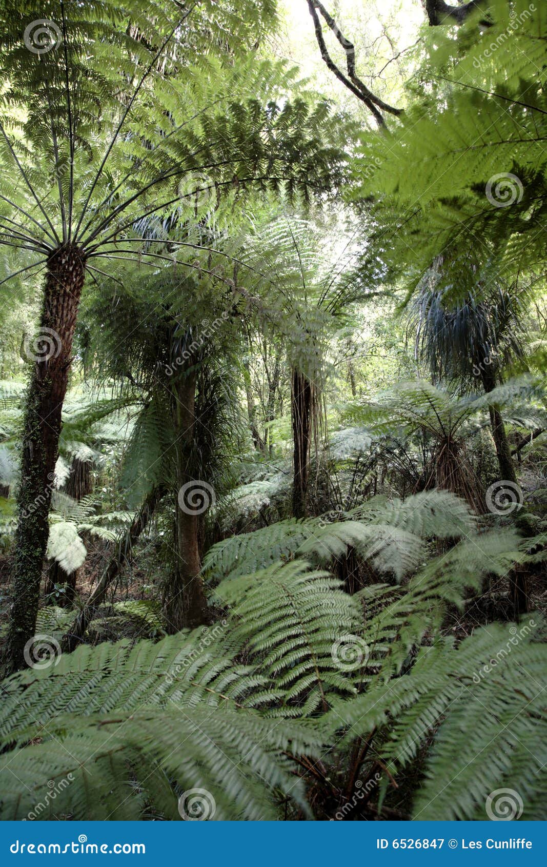 Details van tropisch bos stock afbeelding. Image of uitgelijnd - 6526847