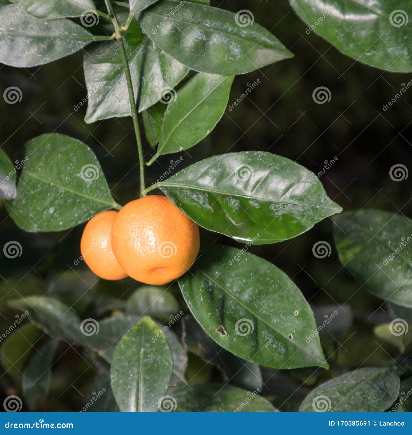 Details Von Obstarten Auf Dem Baum Stockbild - Bild von tropisch ...