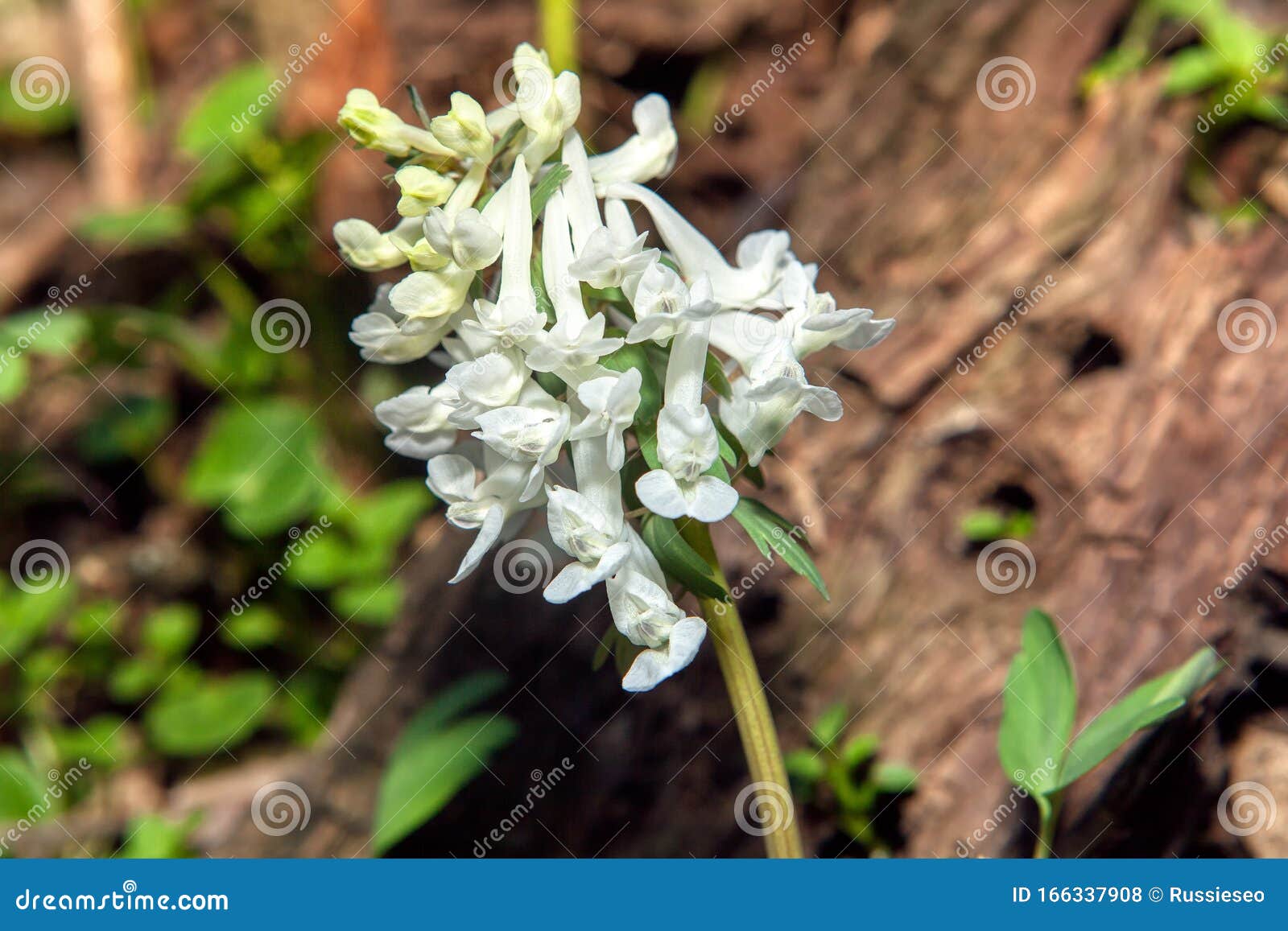 White spring wild flowers stock photo. Image of petals - 166337908