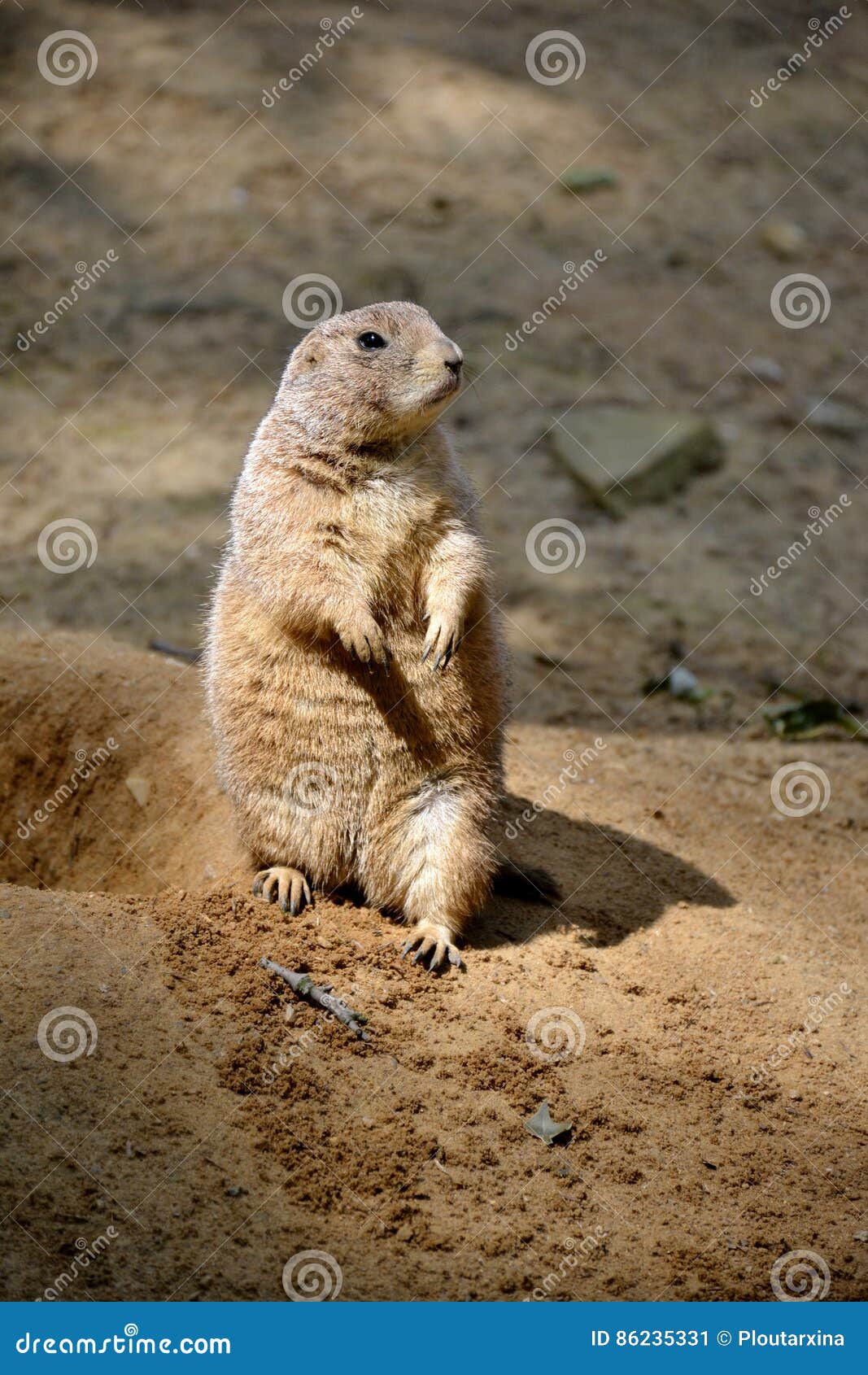 Details from Wild Prairie Dogs Stock Image - Image of animal, outdoors ...