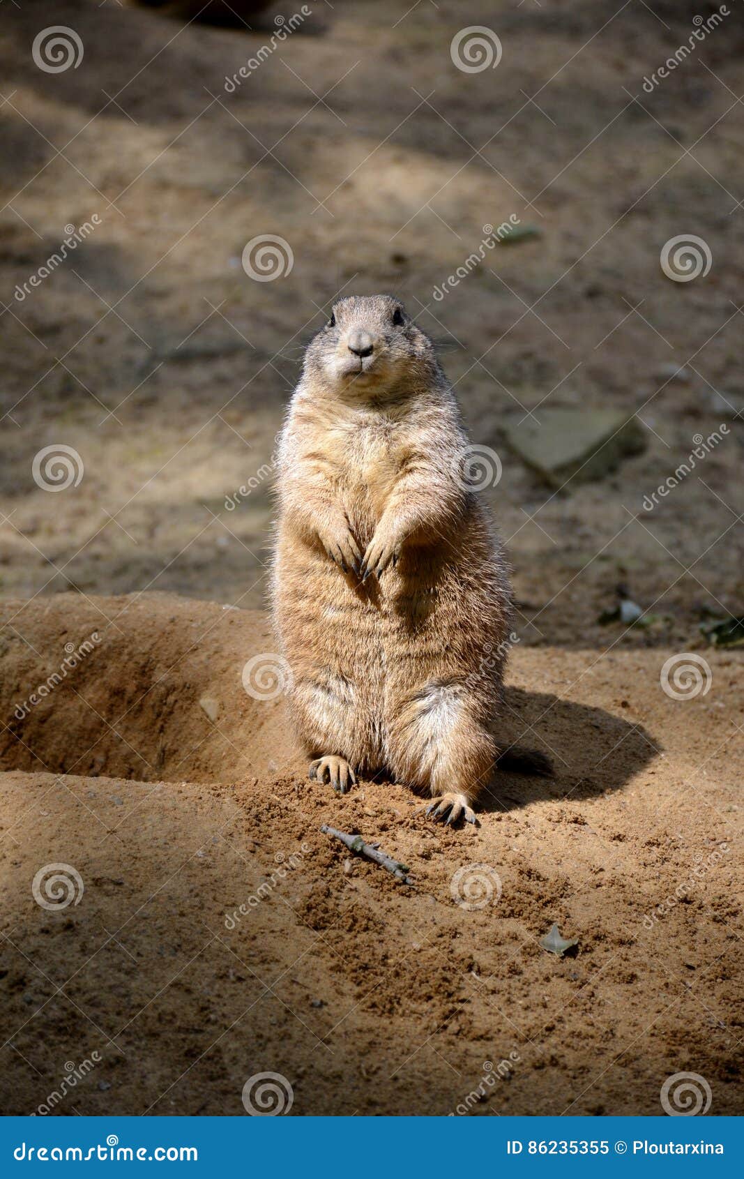 Details from Wild Prairie Dogs Stock Image - Image of nature, details ...