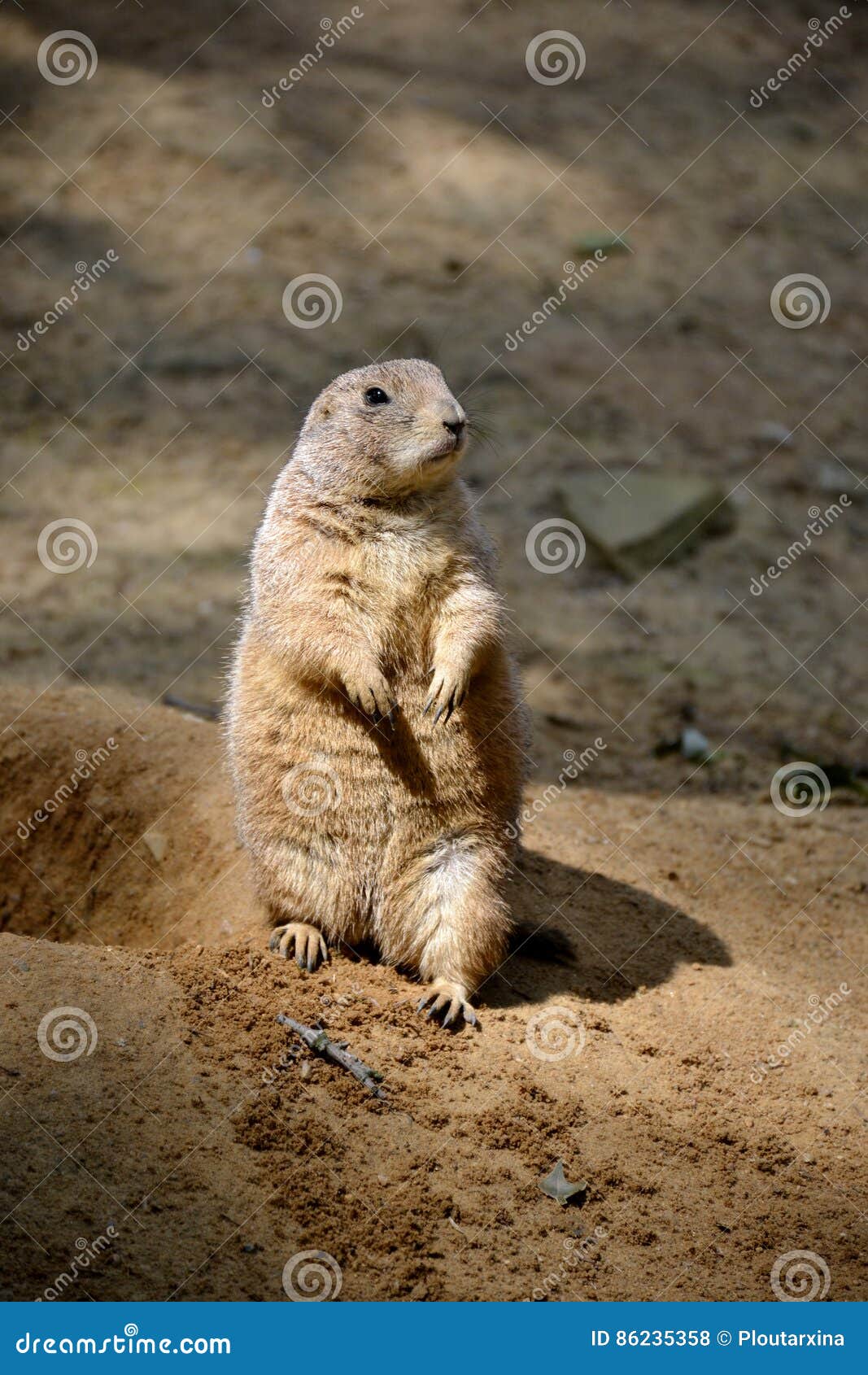 Details from Wild Prairie Dogs Stock Photo - Image of prairie, dogs ...