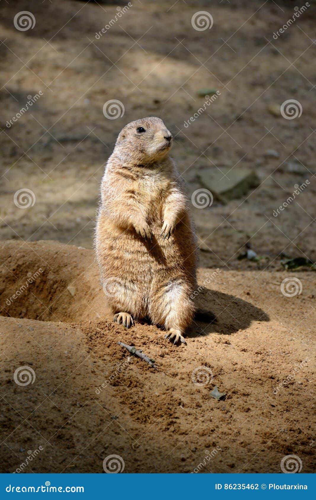 Details from Wild Prairie Dogs Stock Photo - Image of furry, prague ...