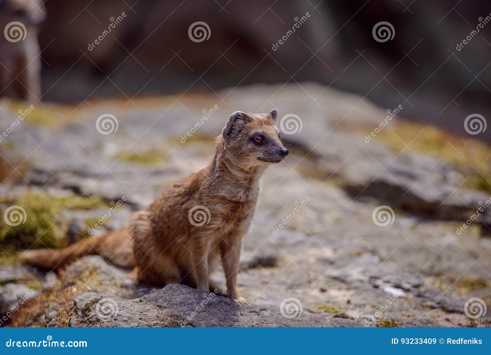 Details of a Wild Yellow Mongoose Fox Stock Image - Image of clever ...