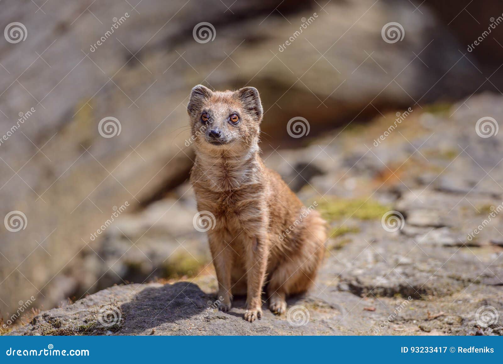 Details of a Wild Yellow Mongoose Fox Stock Image - Image of animal ...