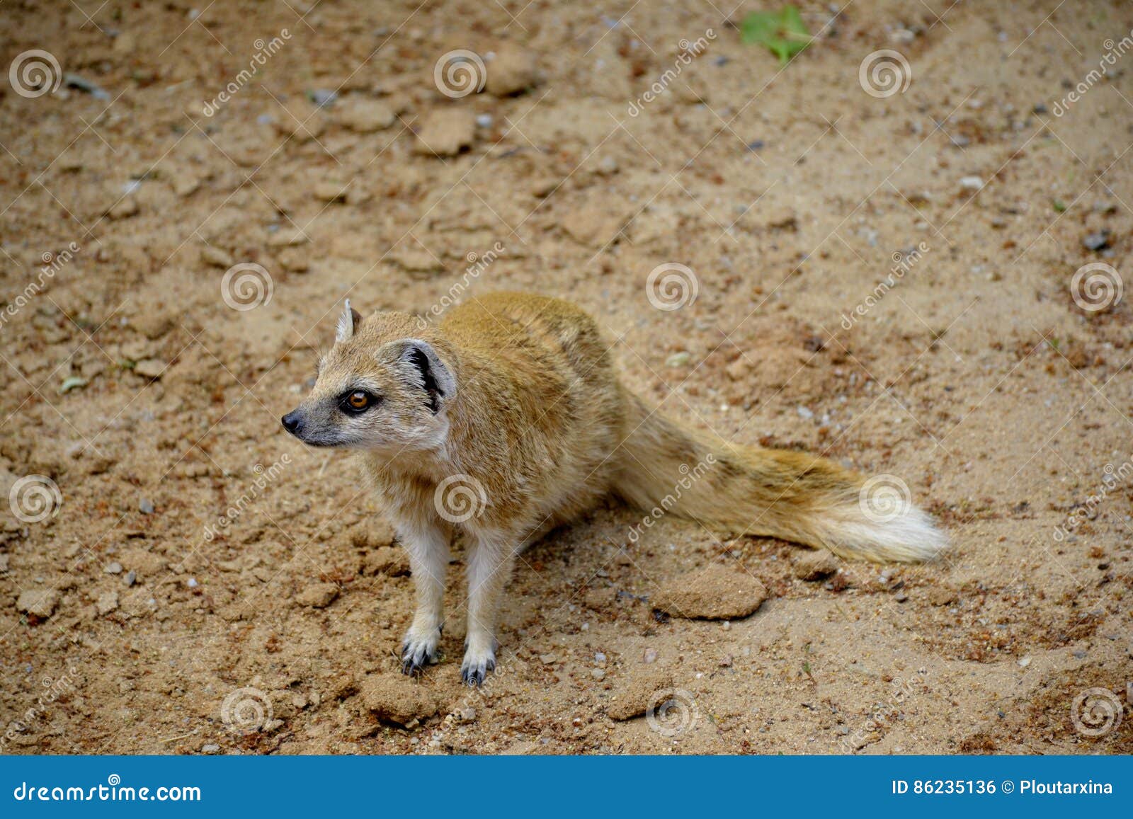 Details of a Wild Yellow Mongoose Fox Stock Photo - Image of meerkat ...