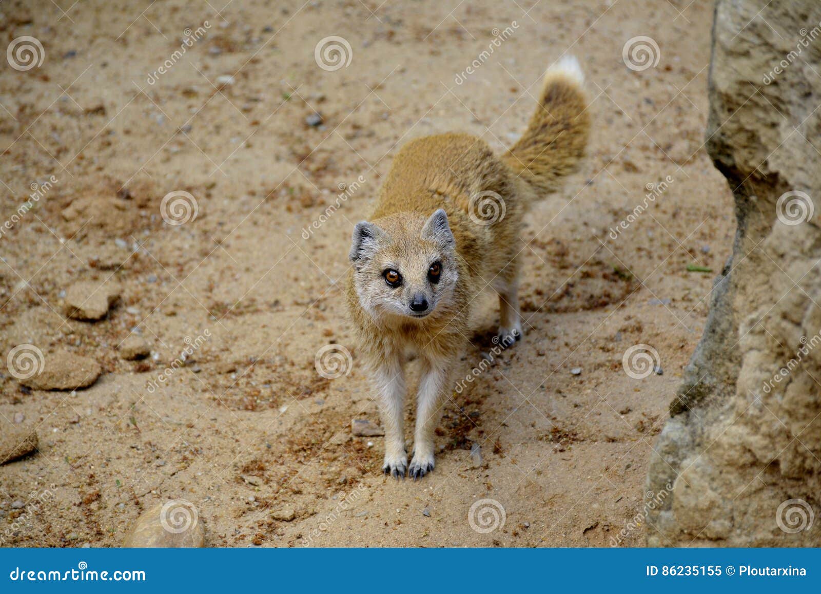 Details of a Wild Yellow Mongoose Fox Stock Image - Image of small ...