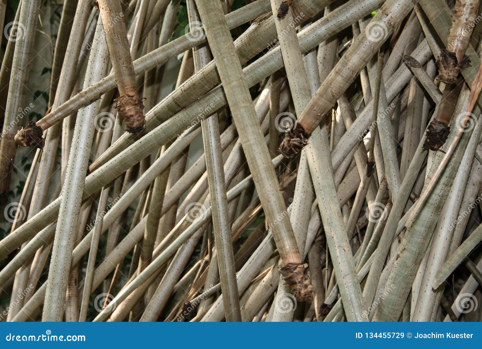 Details of Yellow Trunks in a Bamboo Forest Stock Image - Image of asia ...