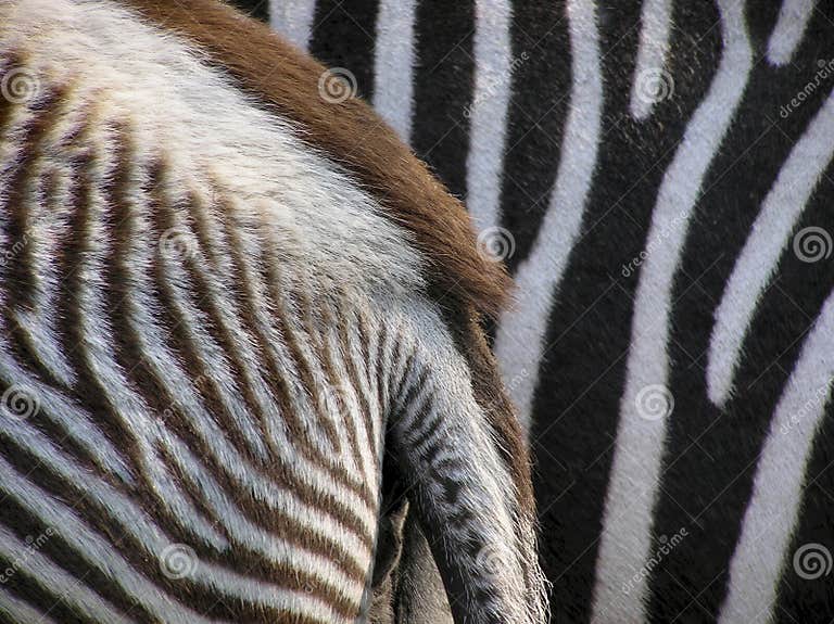 Details of zebra stock photo. Image of parallel, african - 767988