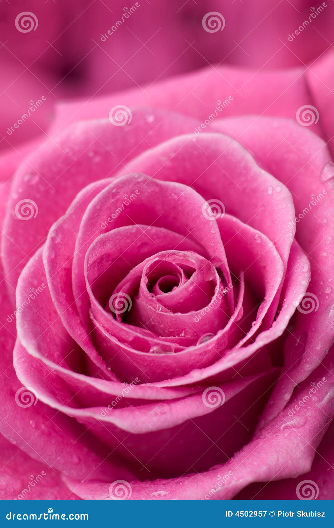 Detalhe Cor-de-rosa Da Cor-de-rosa. Imagem de Stock - Imagem de fresco ...