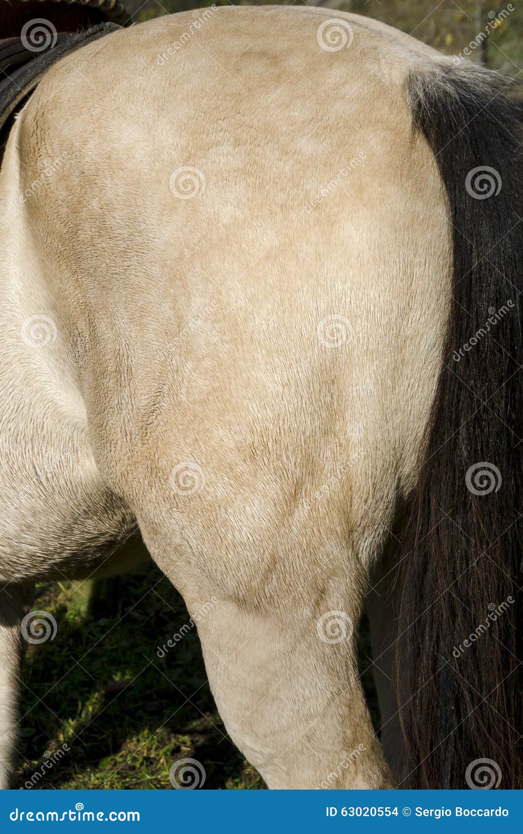 Detalhe da coxa do cavalo foto de stock. Imagem de coxa - 63020554