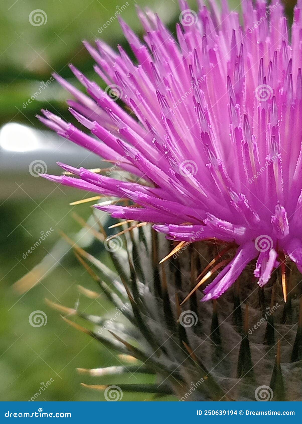 Detalhe Da Flor Roxa Roxa Rosa Foto de Stock - Imagem de roxo, detalhe ...