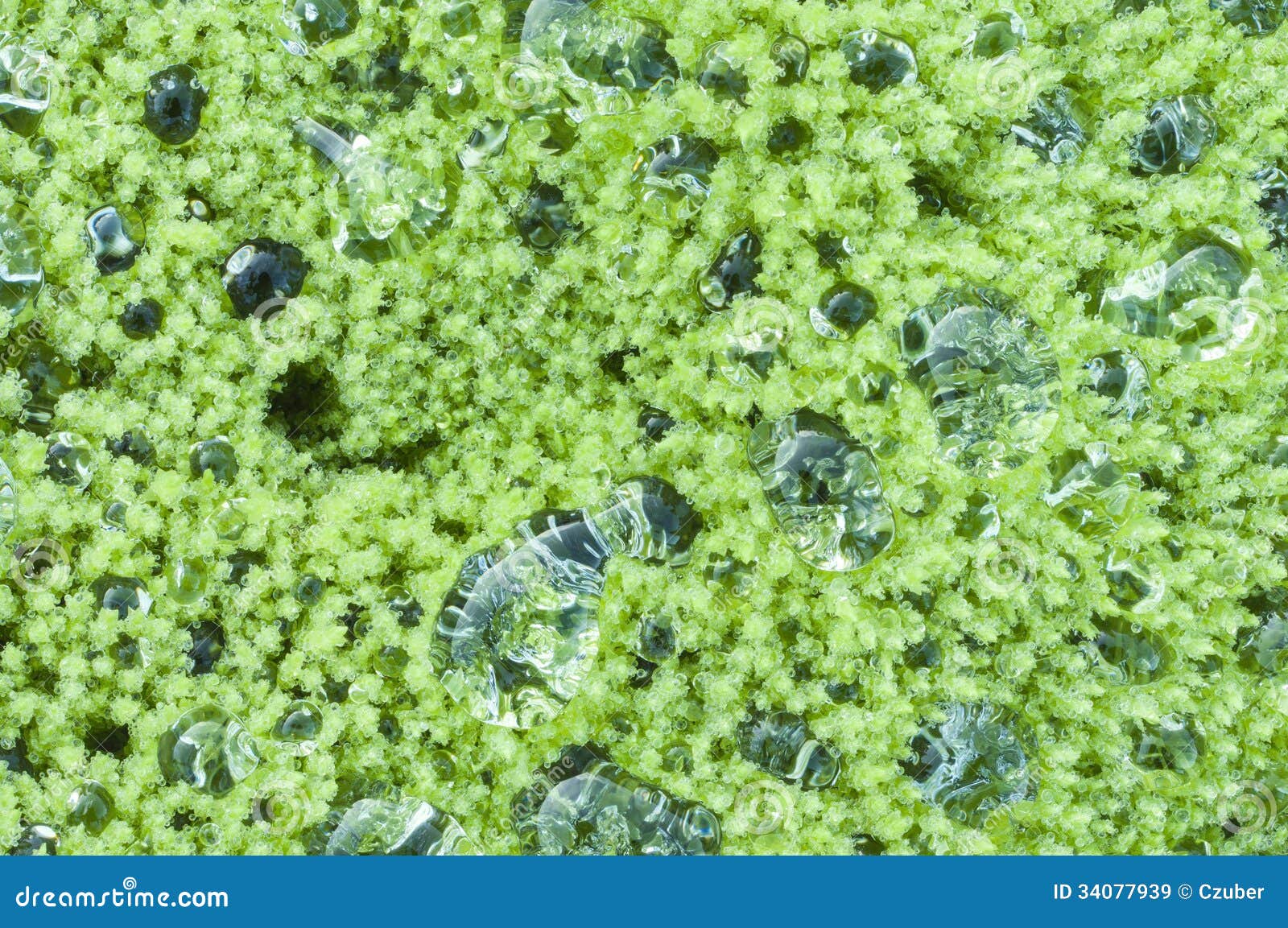 Detalhe das algas verdes imagem de stock. Imagem de sudeste - 34077939